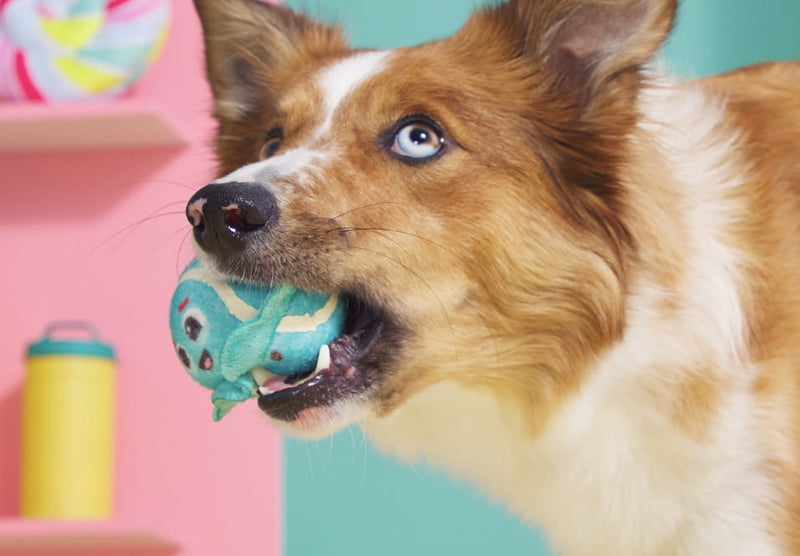 Wholesale Dog Toys – Page 8